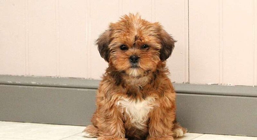 Shorkie.Meet Buttercup a Puppy for Adoption.