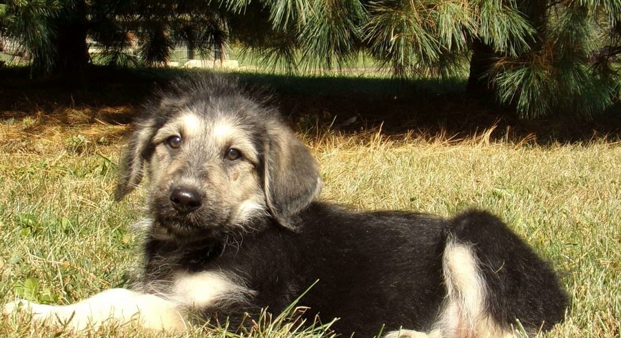 Shepadoodle.Meet Taylor a Puppy for Adoption.
