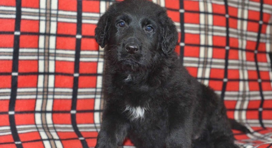 Shepadoodle.Meet Abe a Puppy for Adoption.