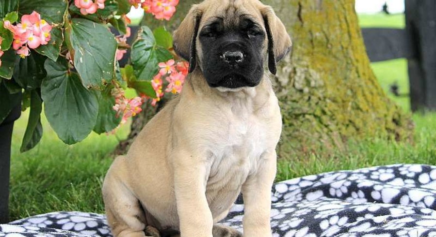 English Mastiff.Meet Miranda a Puppy for Adoption.