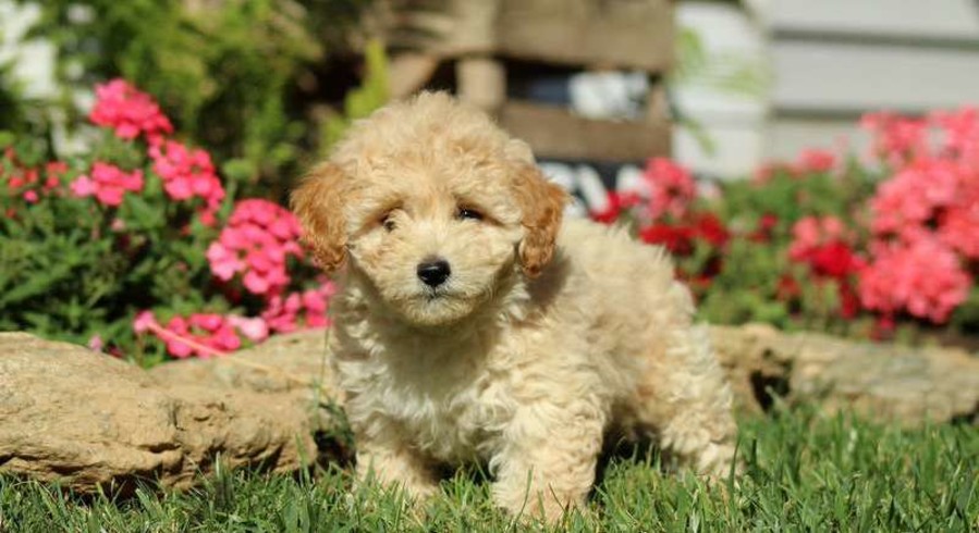 Miniature Poodle Mix.Meet Aspen a Puppy for Adoption.