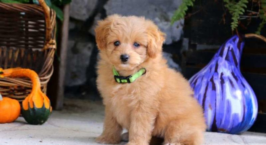 Pomapoo.Meet Beaut a Puppy for Adoption.