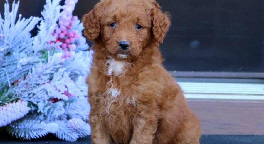 Mini Goldendoodle.Meet Cookie a Puppy for Adoption.