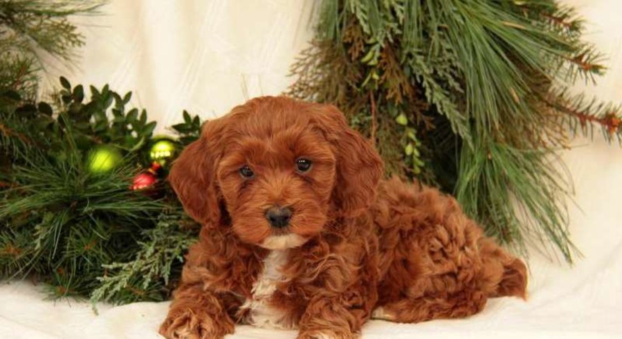 Cockapoo.Meet Caramel N Cream-F1B a Puppy for Adoption.