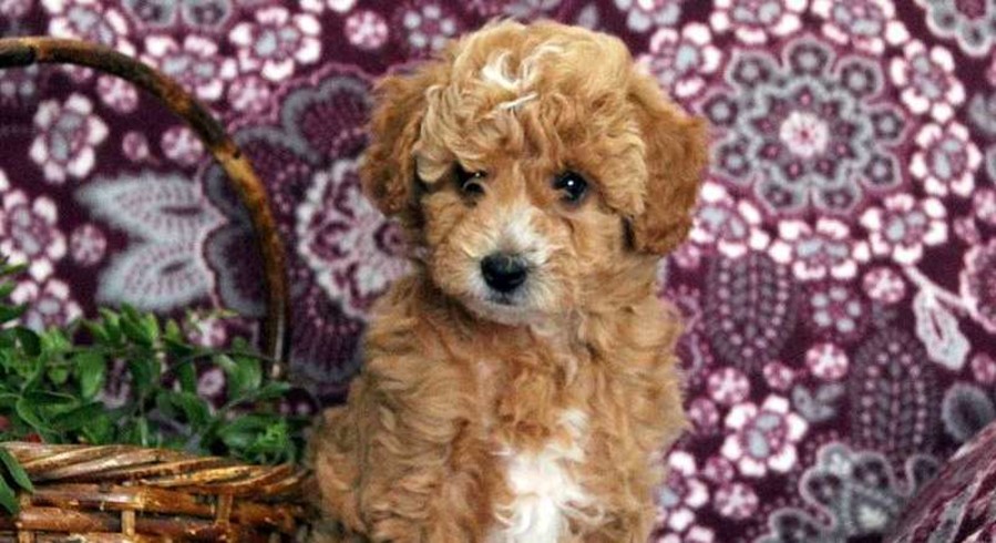 Miniature Poodle.Meet Natasha a Puppy for Adoption.